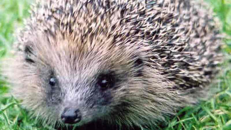 Save our Hedgehogs - Pettifor Trust